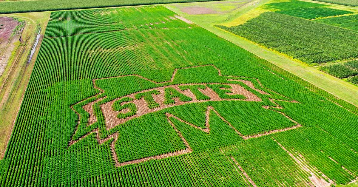 Integrated Pest Management | Plant and Soil Sciences | Mississippi State University